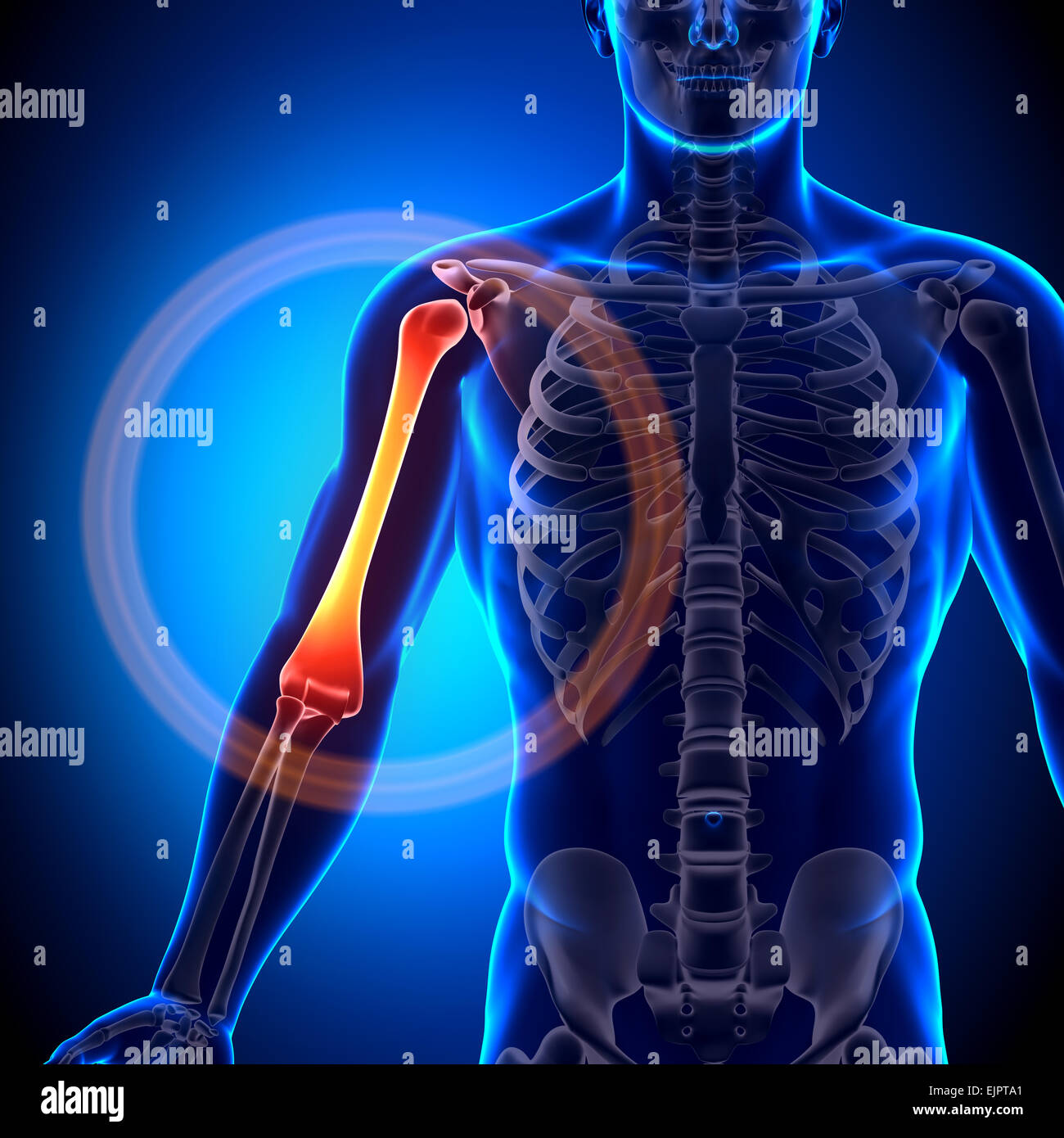 Omero Maschio Braccio Anatomia Anatomia Ossa Foto Stock Alamy Omero Maschio Braccio Anatomia Anatomia Ossa Foto Stock Alamy
