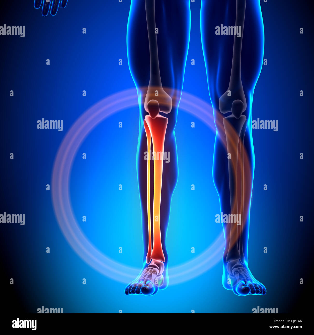 Tibia maschio / Fibula - Anatomia di vitello - Anatomia ossa Foto stock ...