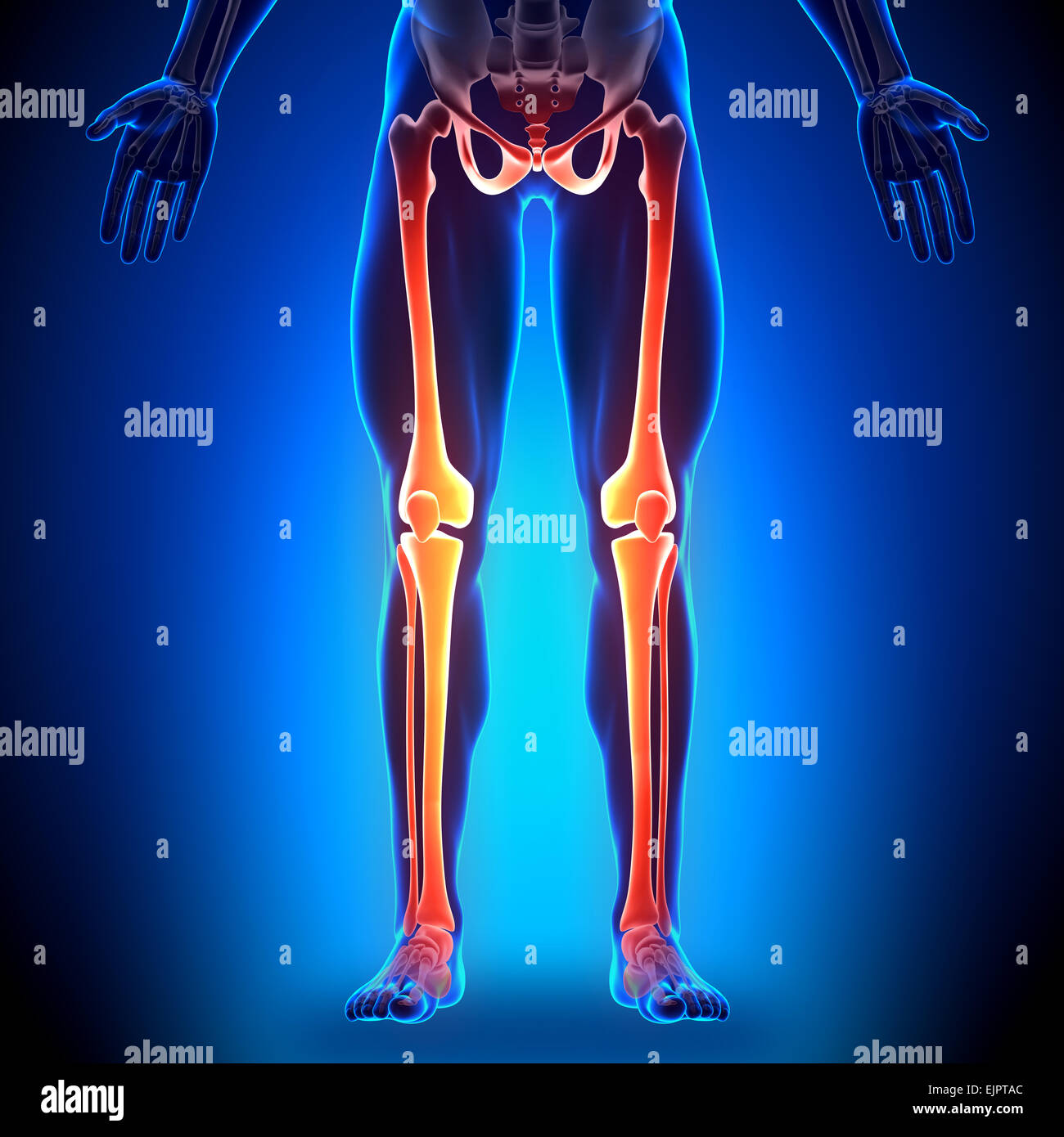 Human legs anatomy immagini e fotografie stock ad alta risoluzione - Alamy