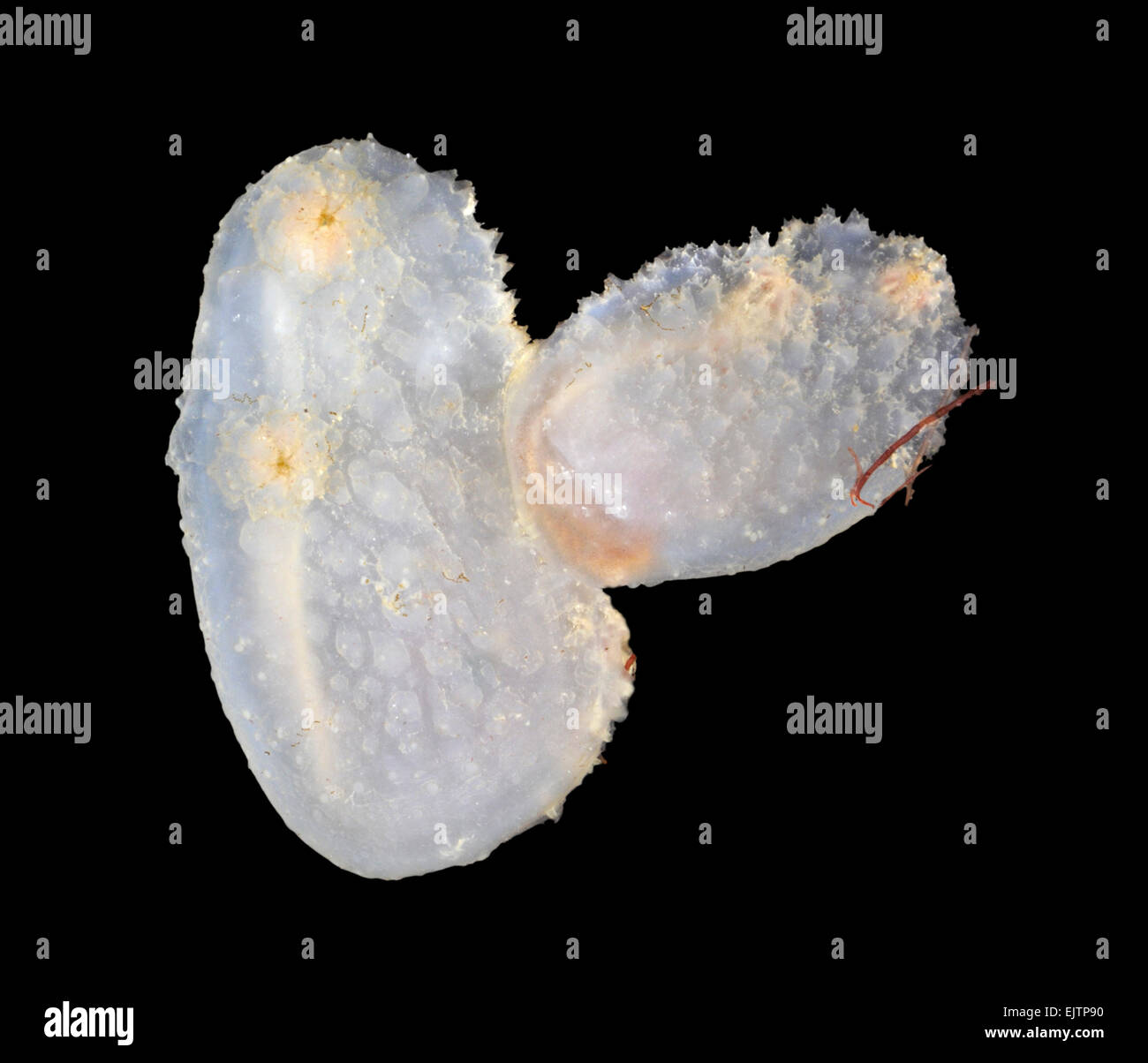 Ascidiella aspersa immagini e fotografie stock ad alta risoluzione - Alamy