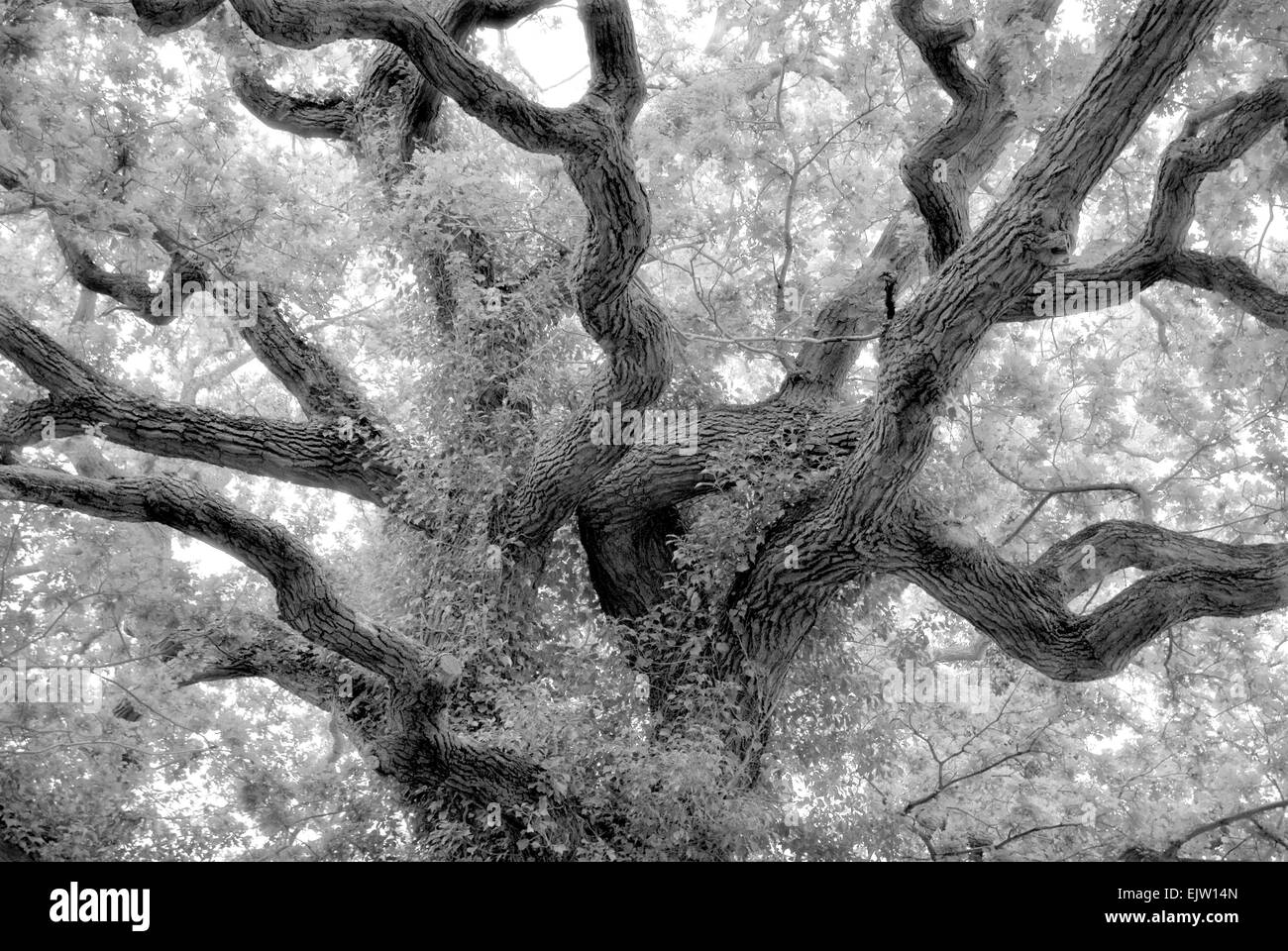 Albero e rami Foto e Immagini Stock in Bianco e Nero - Alamy