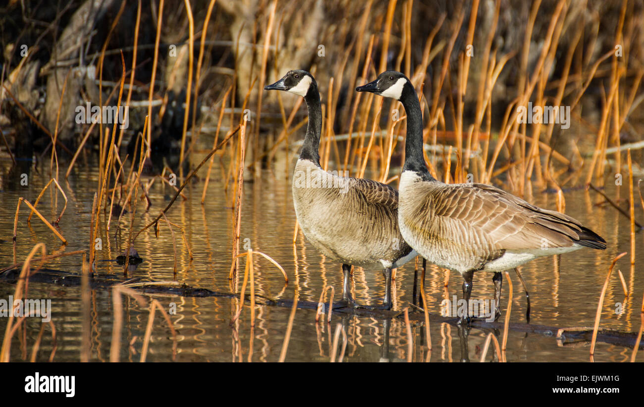Uccelli uccello oca oca gander immagini e fotografie stock ad alta ...