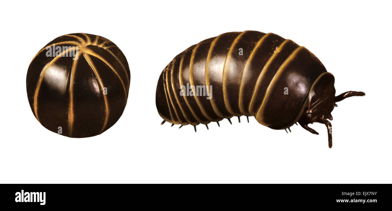 Glomeris marginata immagini e fotografie stock ad alta risoluzione - Alamy