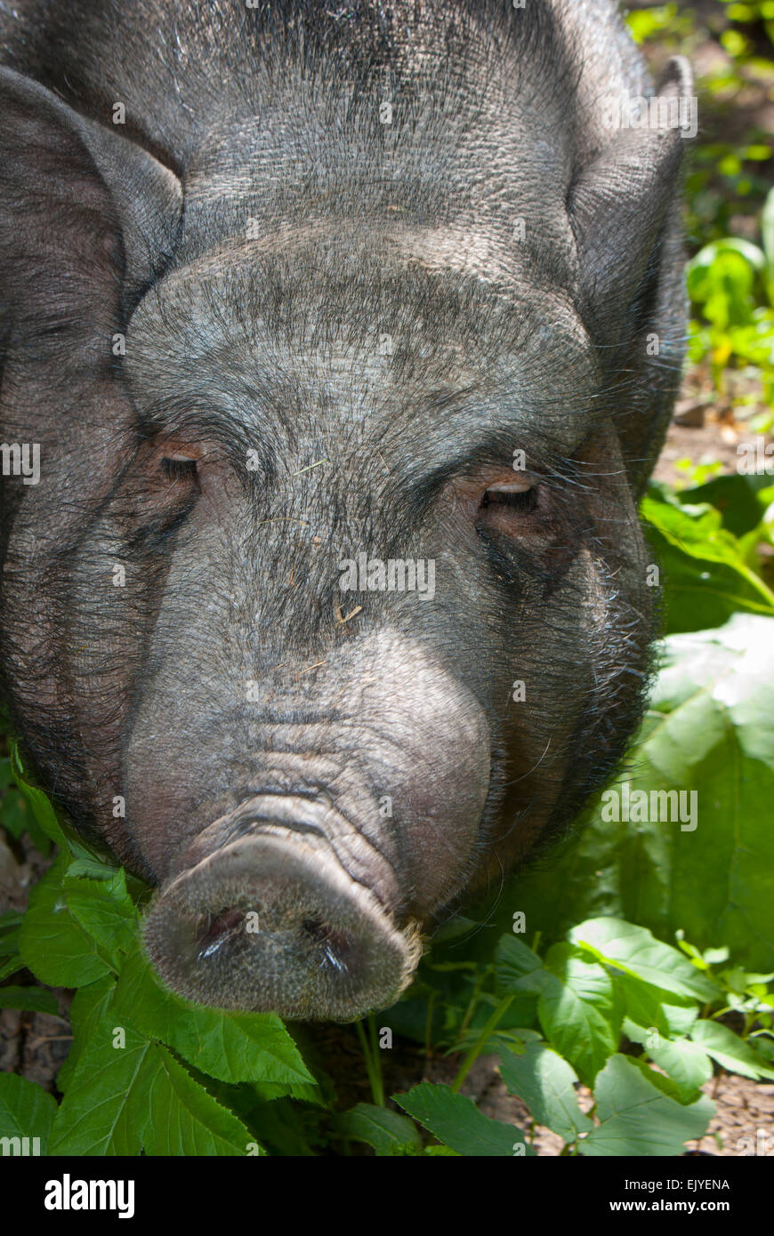 Maiale di lana immagini e fotografie stock ad alta risoluzione - Alamy