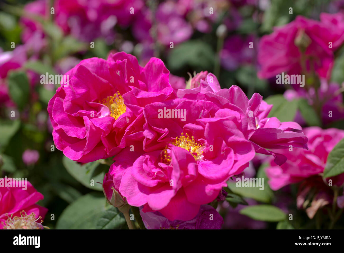 Rosa gallica officinalis immagini e fotografie stock ad alta ...