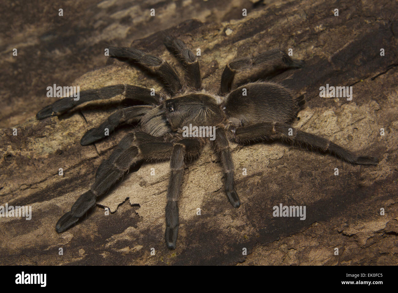 Tarantula theraphosidae immagini e fotografie stock ad alta risoluzione ...