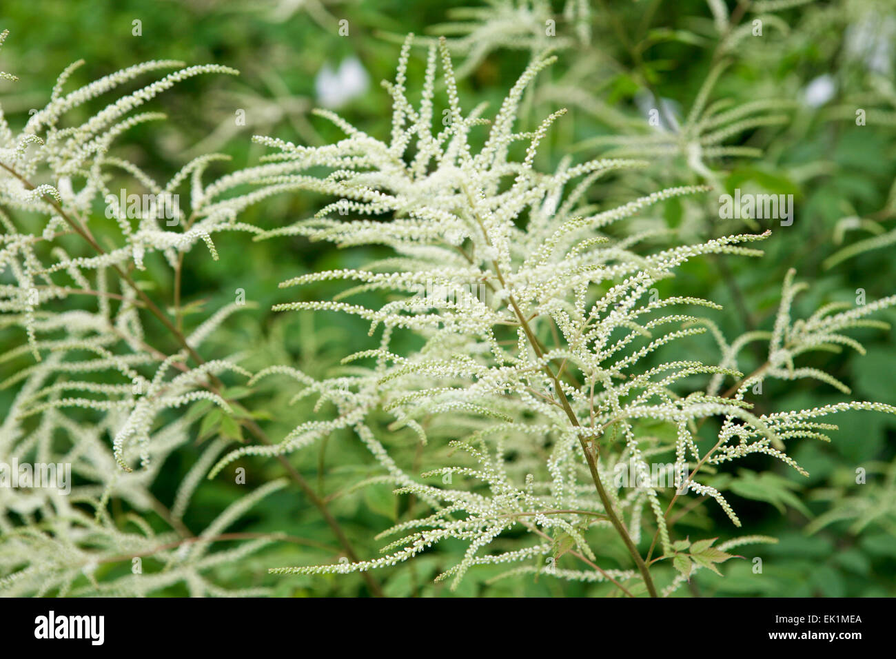Aruncus dioicus / di capra da barba, close up di fiore Foto stock - Alamy