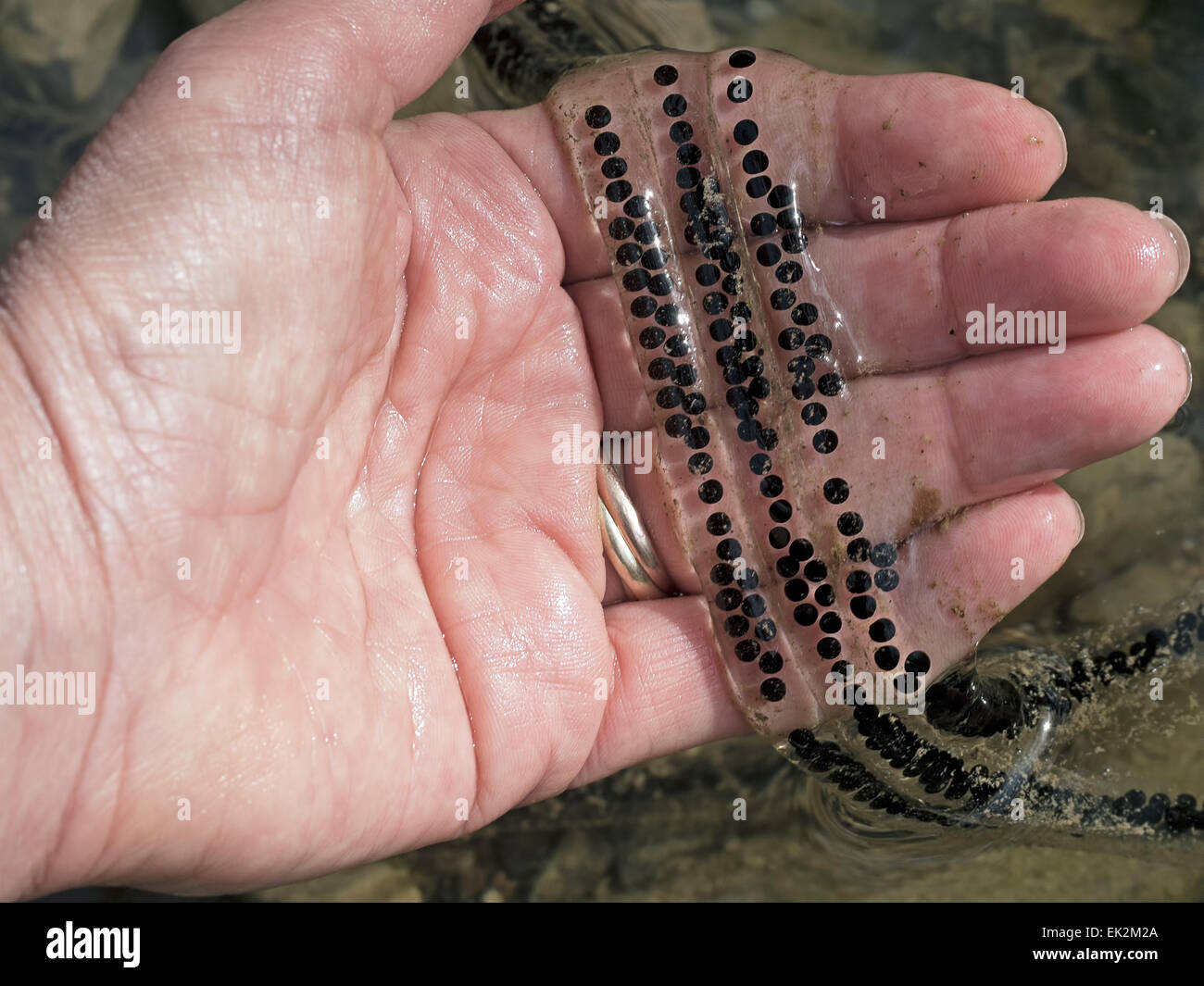 Uova di rospo immagini e fotografie stock ad alta risoluzione - Alamy