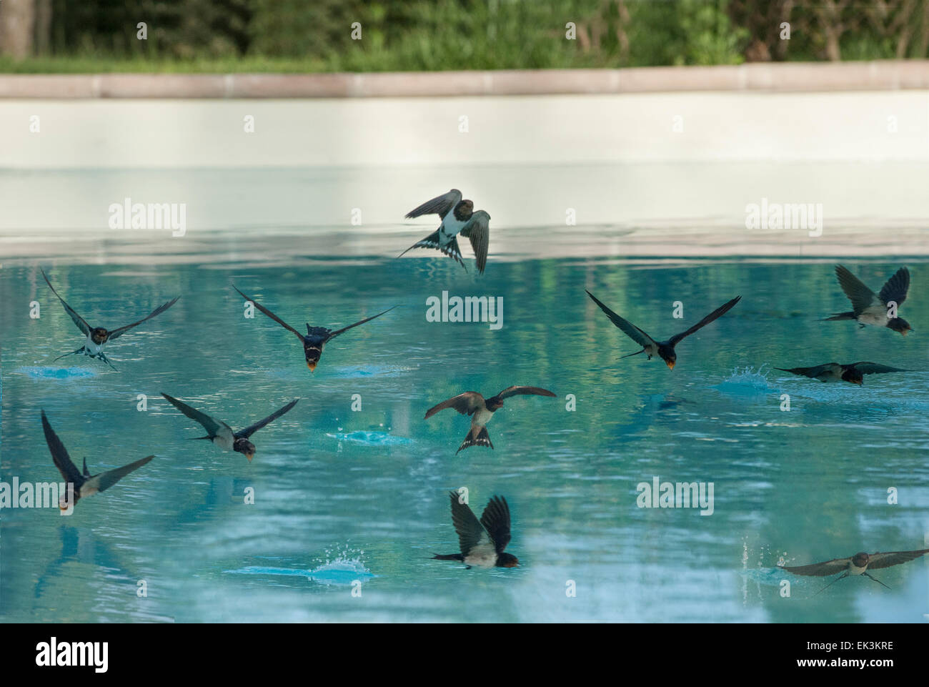 Stormo di rondini immagini e fotografie stock ad alta risoluzione - Alamy