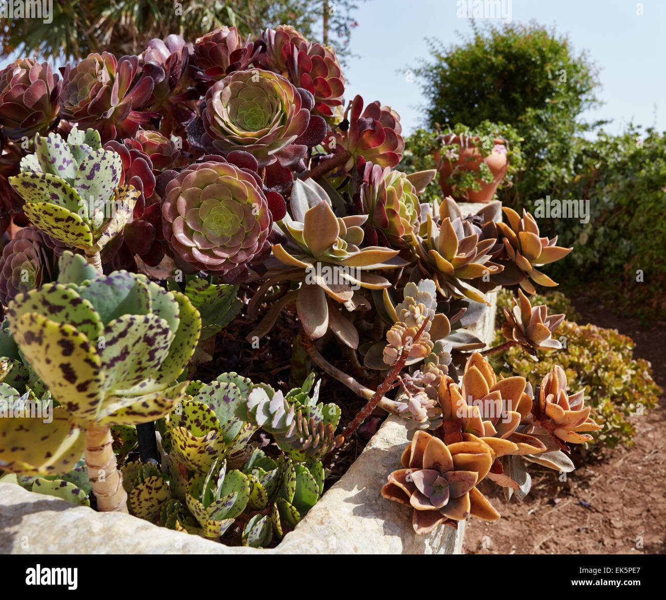 Piante succulente in un giardino immagini e fotografie stock ad alta ...