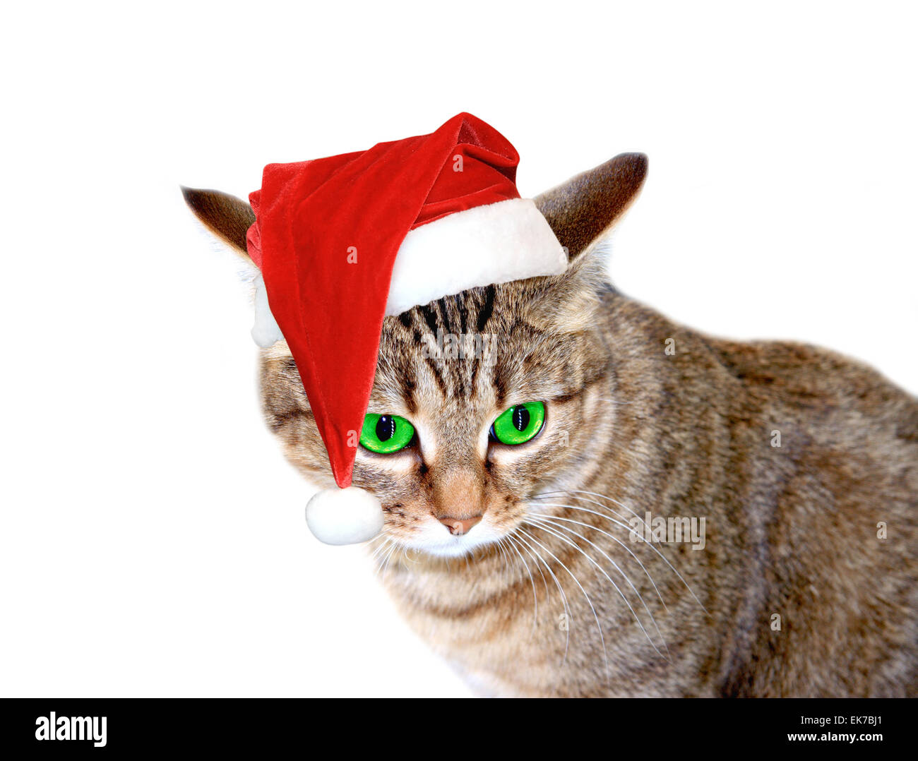 Gatto natale immagini e fotografie stock ad alta risoluzione - Alamy