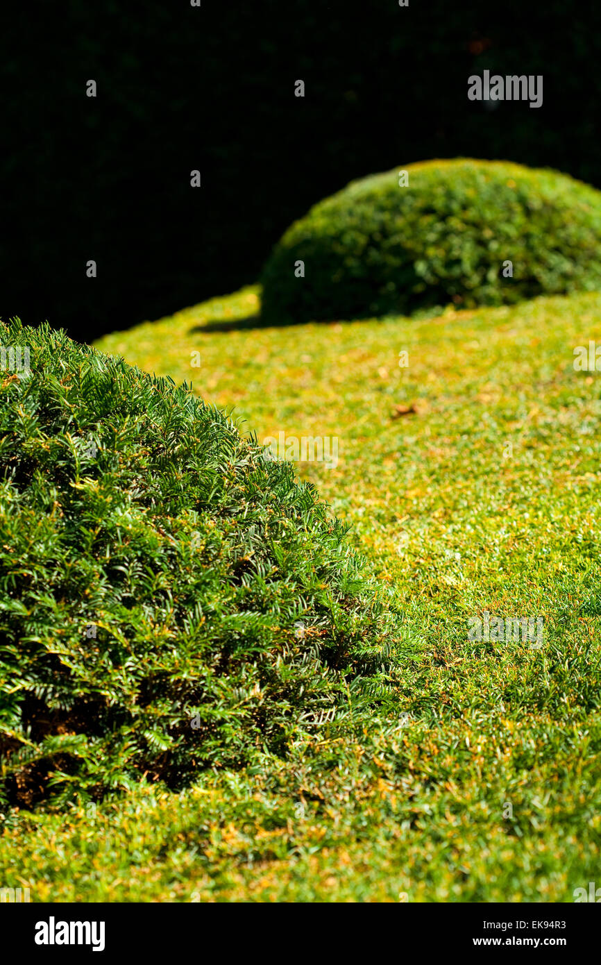 Cespugli di sfondo immagini e fotografie stock ad alta risoluzione - Alamy