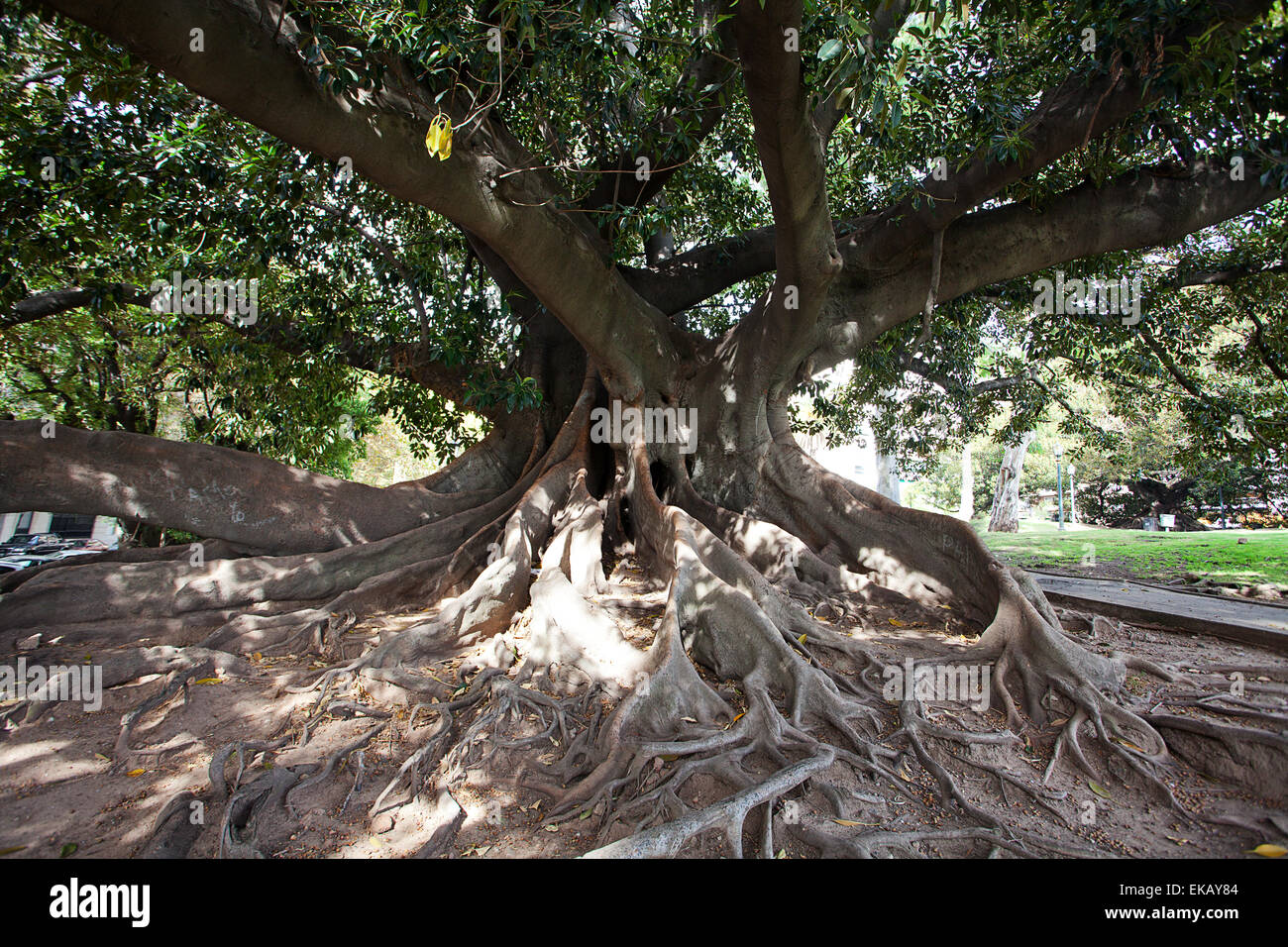 Grande albero in cima immagini e fotografie stock ad alta risoluzione ...