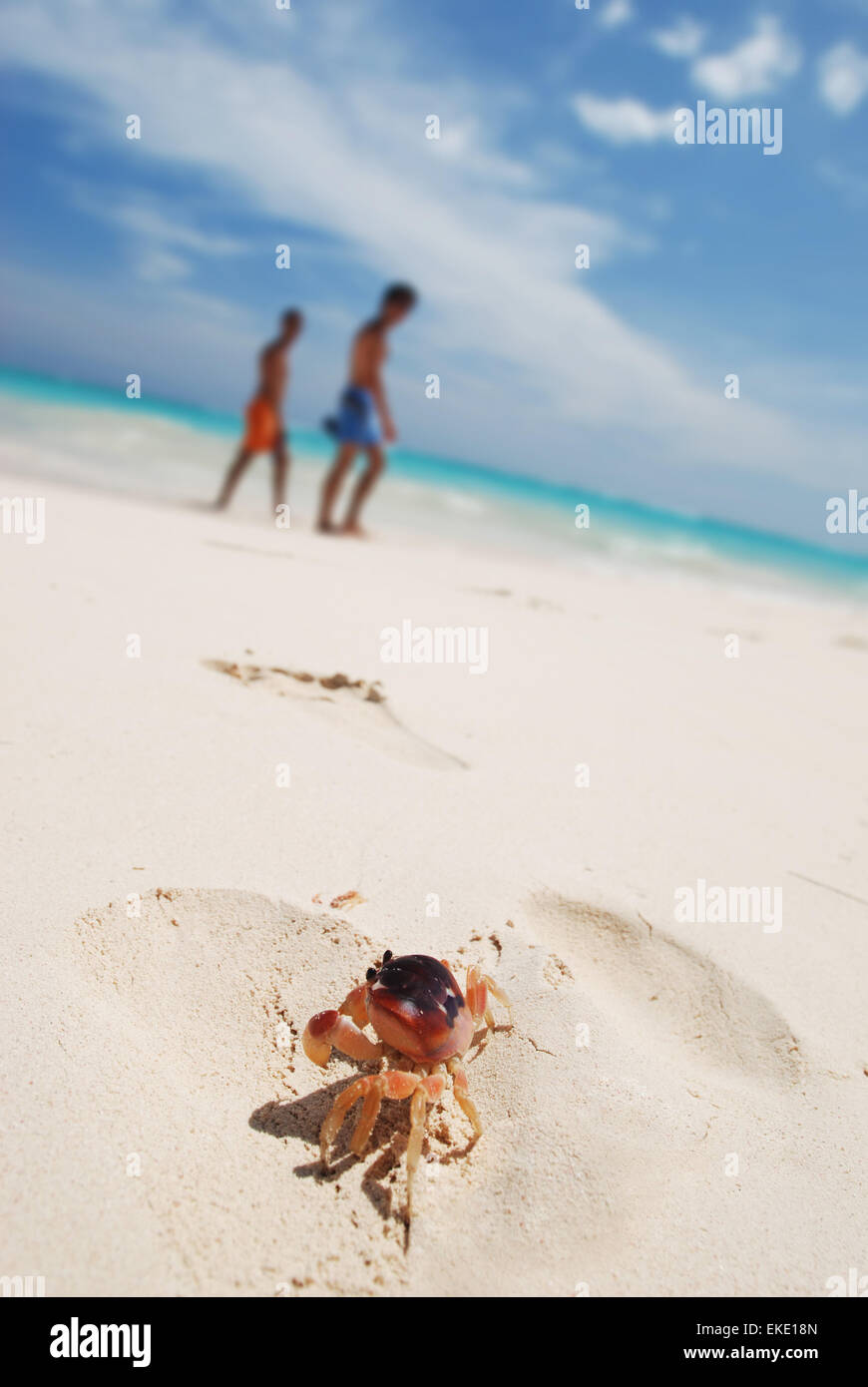 Granchio in spiaggia immagini e fotografie stock ad alta risoluzione ...