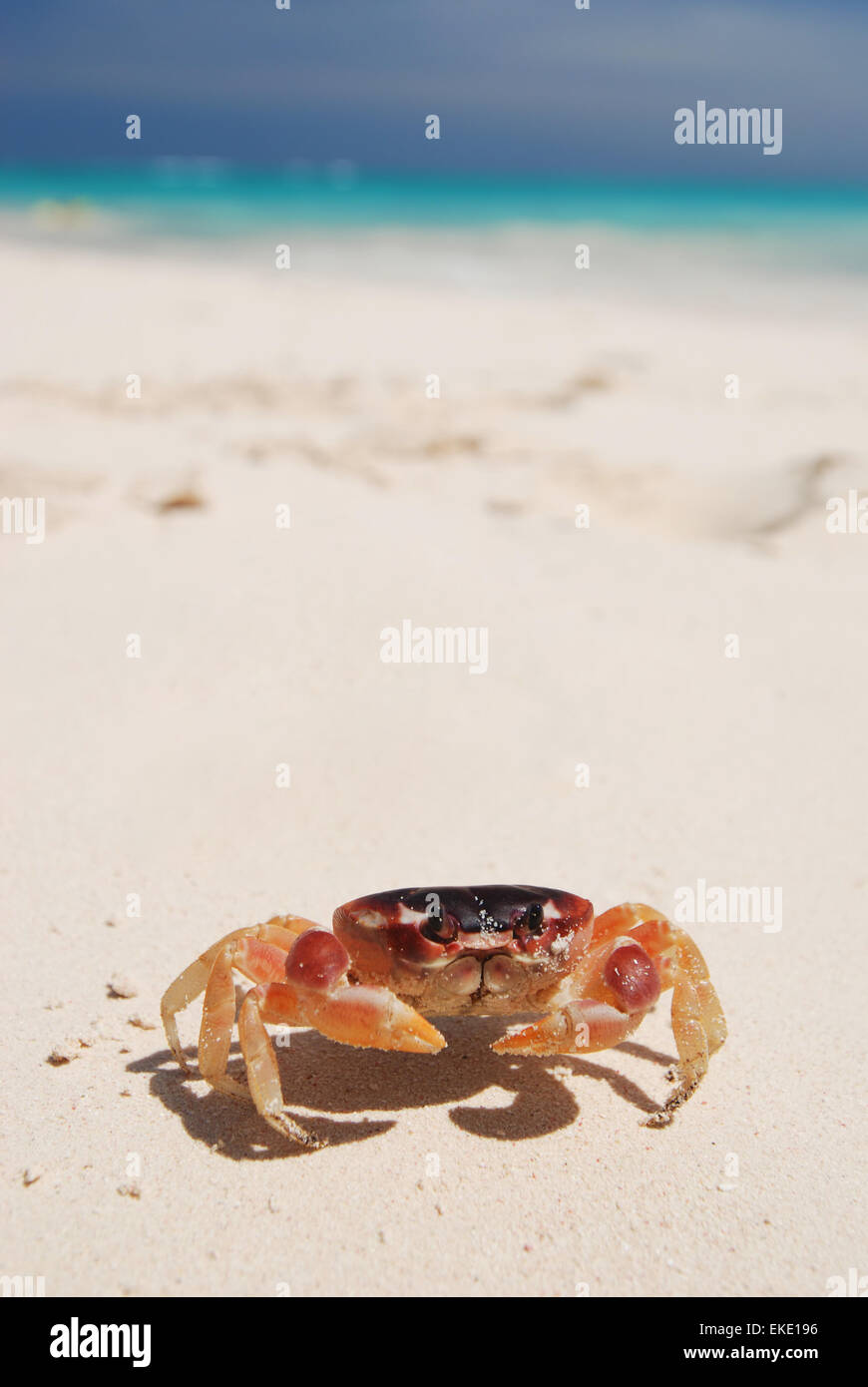 Granchio in spiaggia immagini e fotografie stock ad alta risoluzione ...
