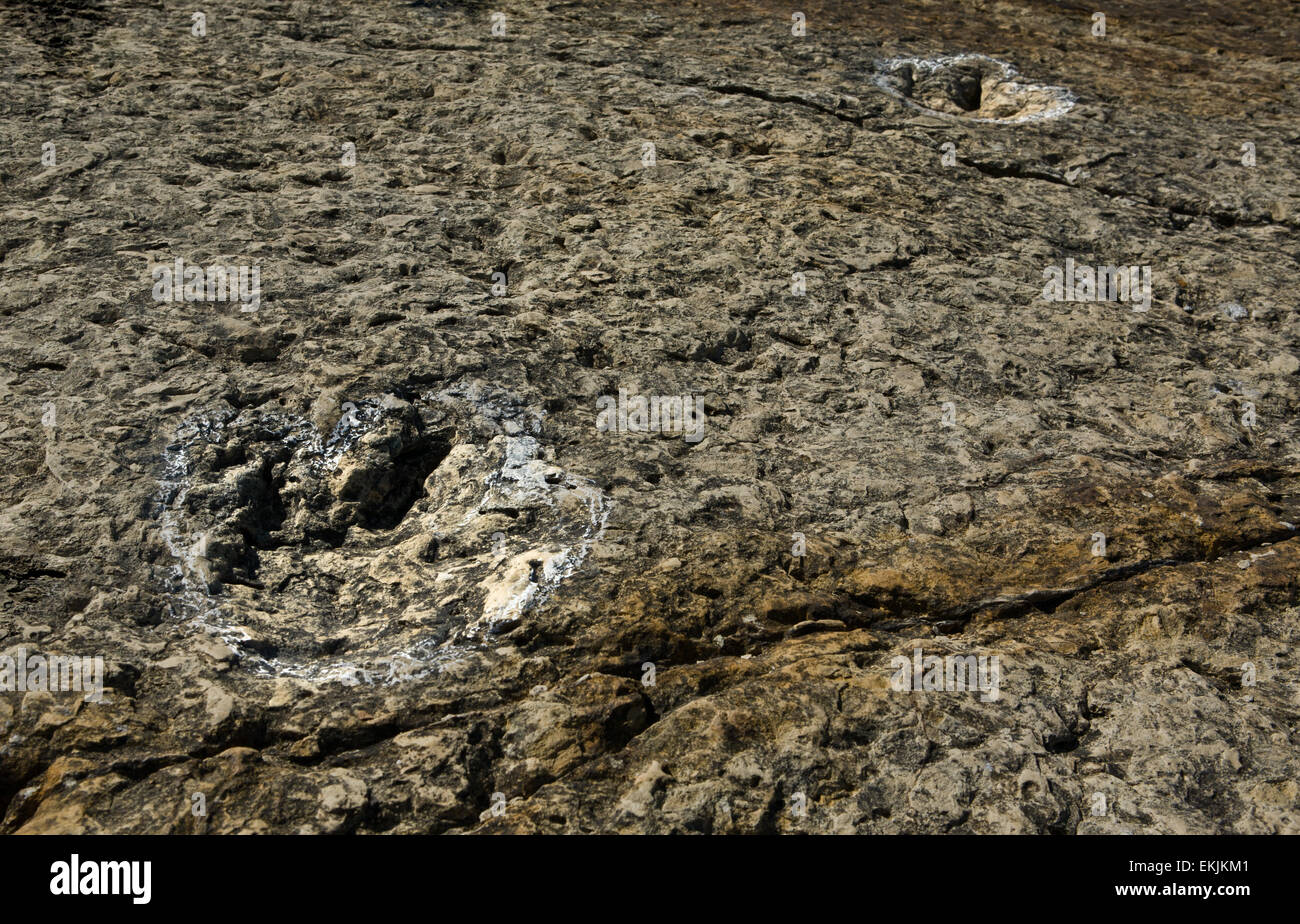 Ichnofossil footprint immagini e fotografie stock ad alta risoluzione ...