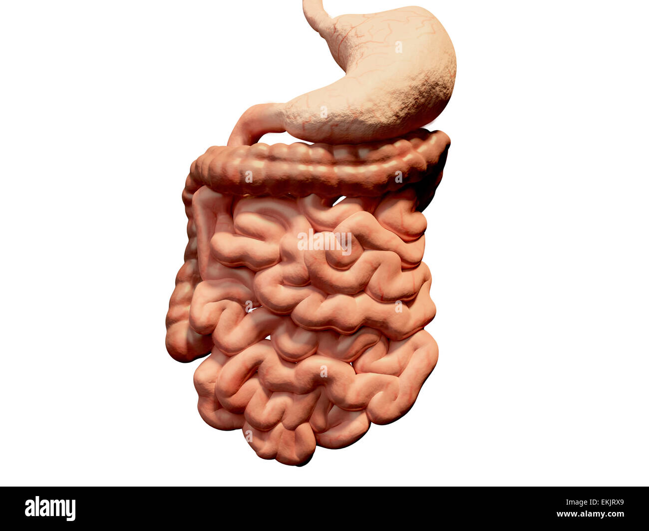 Tratto gastrointestinale, colon, intestino tenue, stomaco, digestione ...