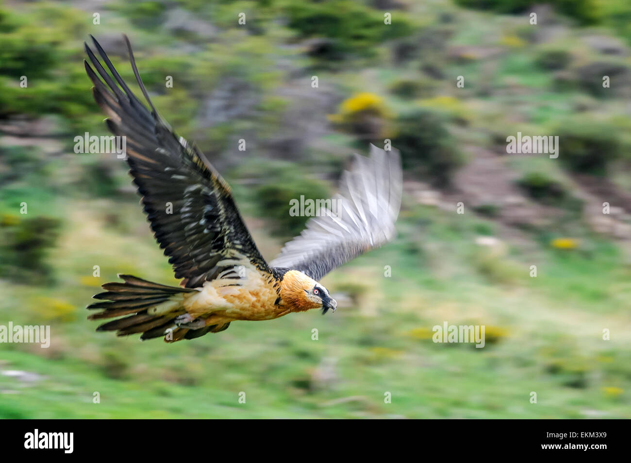 Spagna Pirenei catalani Buseu gipeto Foto stock - Alamy