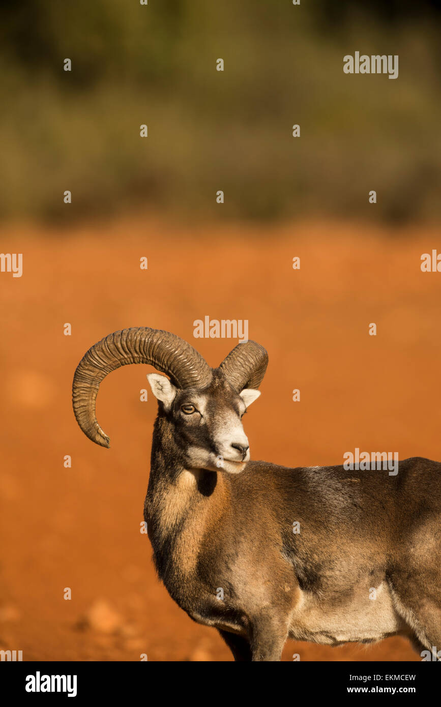 Muflone ovis ammon immagini e fotografie stock ad alta risoluzione - Alamy