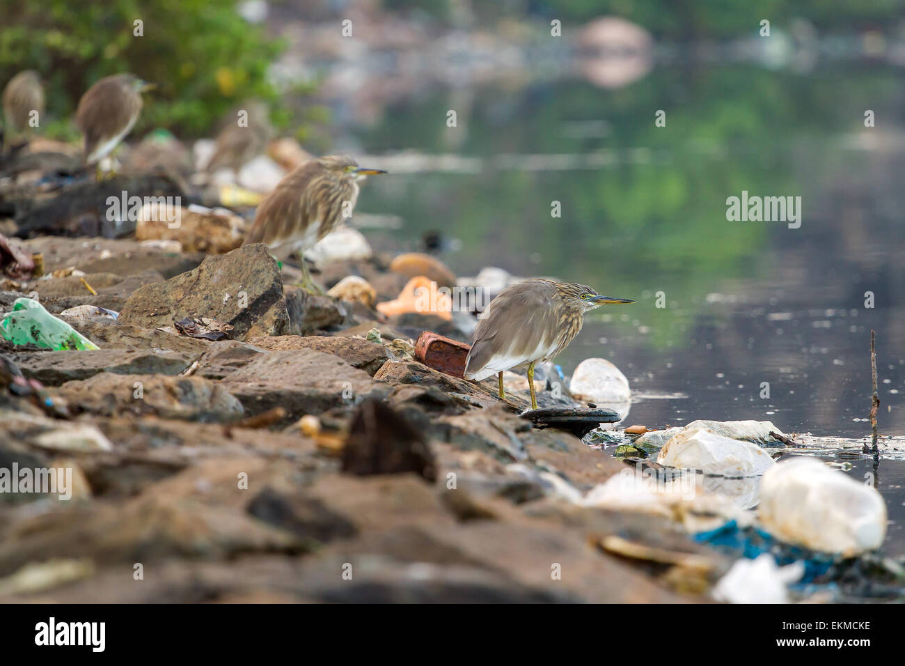 Inquinamento da plastica immagini e fotografie stock ad alta ...