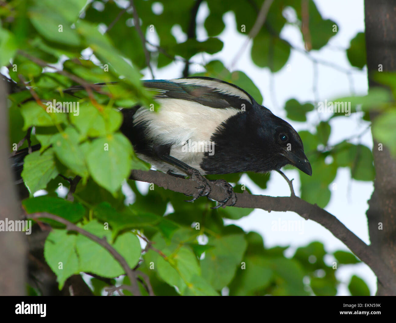 Gazza uccello che vola immagini e fotografie stock ad alta risoluzione ...