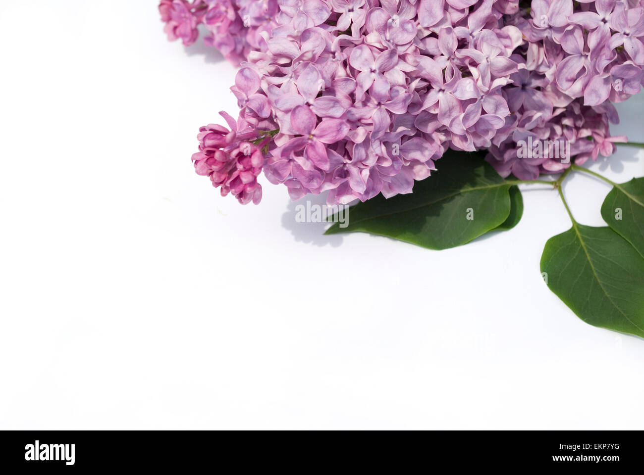 Isolato su lilla immagini e fotografie stock ad alta risoluzione - Alamy