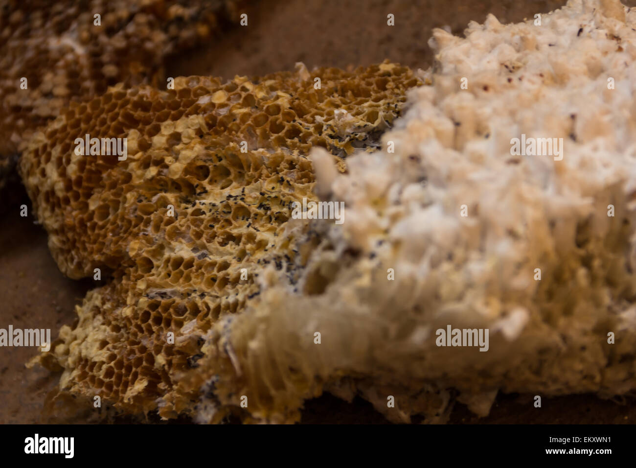 Beehive pattern immagini e fotografie stock ad alta risoluzione - Alamy