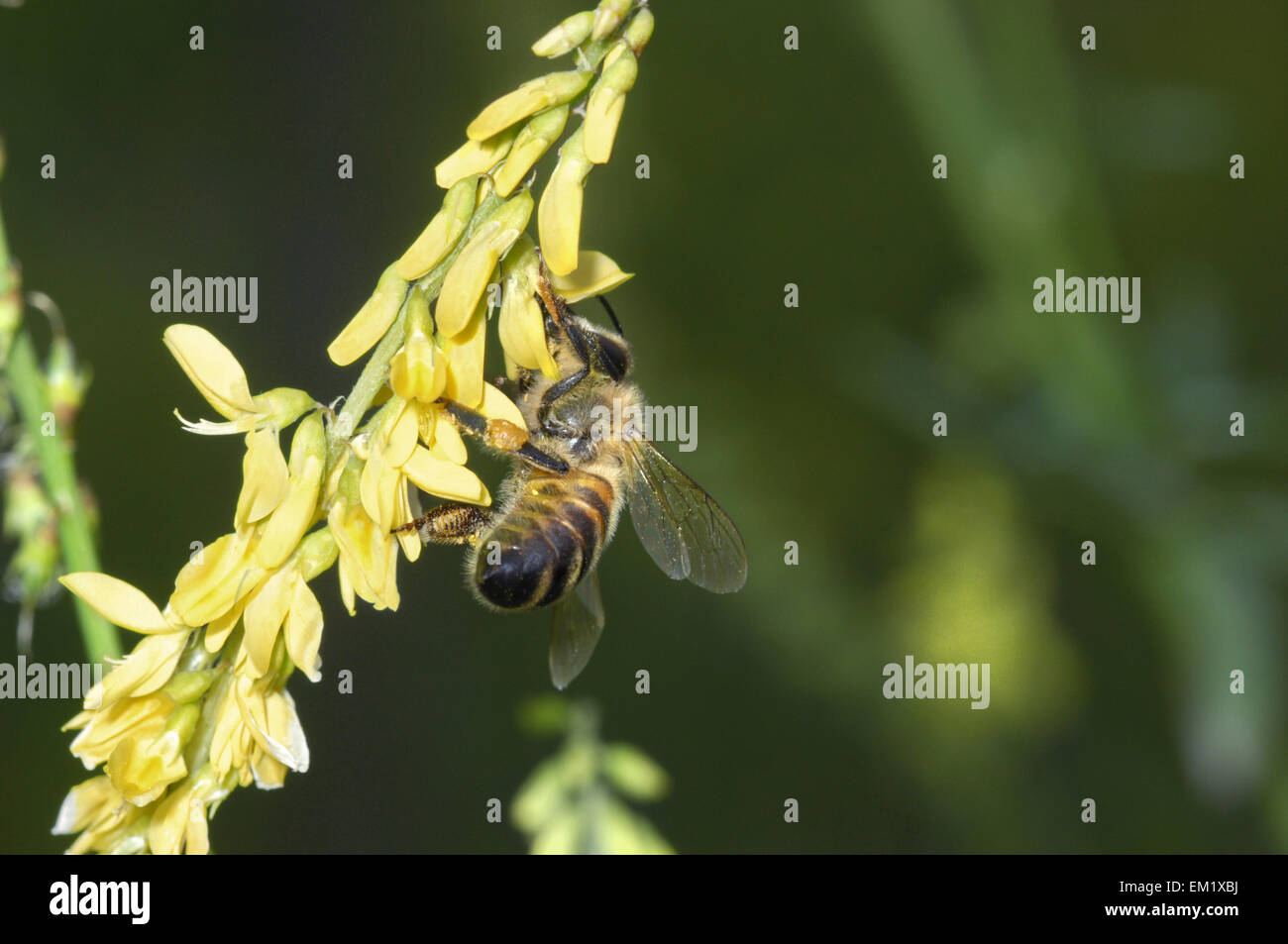 Miele delle api apis mellifera mellifera immagini e fotografie stock ad ...