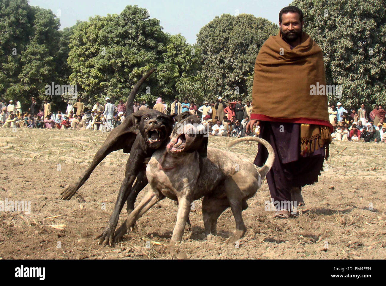 Lahore, Pakistan. Xvi Apr, 2015. Cani da combattimento affondo con a ...
