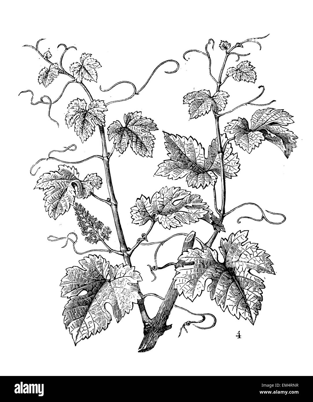 Disegno della vite bianca Immagini senza sfondo e Foto Stock ritagliate ...