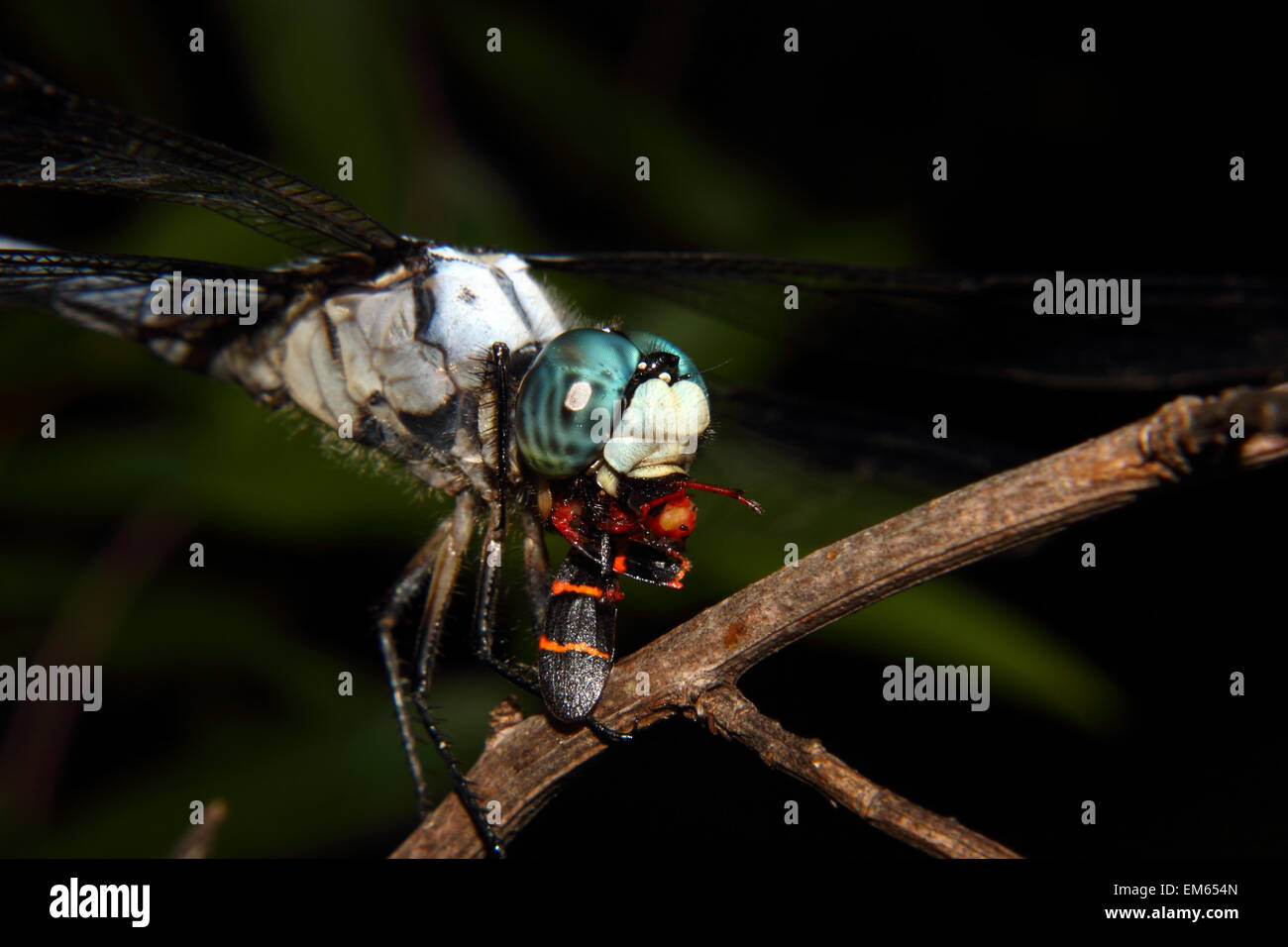 Libellula azzurra immagini e fotografie stock ad alta risoluzione - Alamy