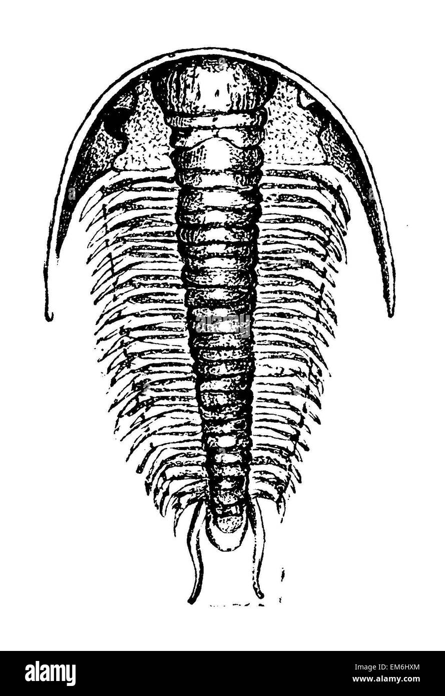 Trilobite drawing immagini e fotografie stock ad alta risoluzione - Alamy
