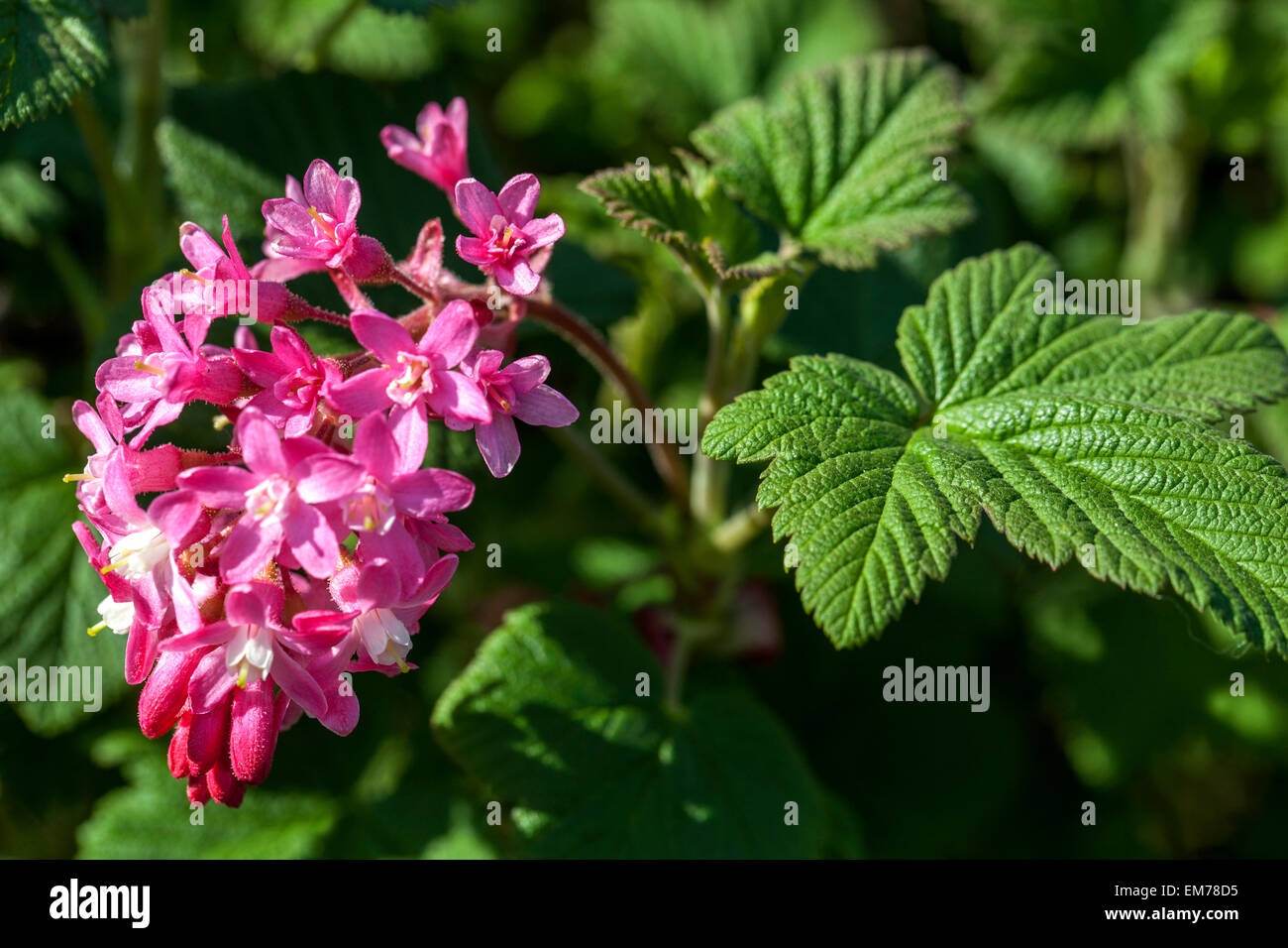 Ribes sanguineum immagini e fotografie stock ad alta risoluzione - Alamy