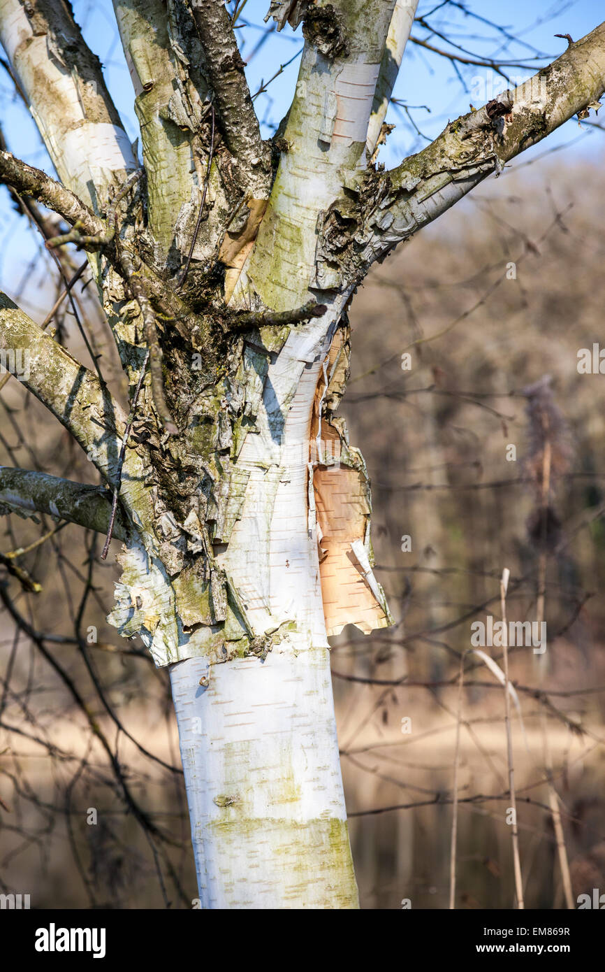 Betula albero corteccia immagini e fotografie stock ad alta risoluzione ...
