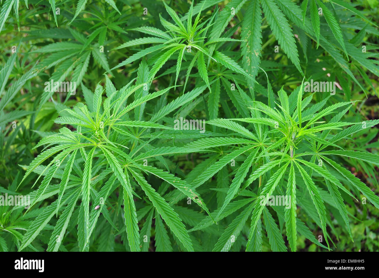 Pianta di cannabis immagini e fotografie stock ad alta risoluzione - Alamy