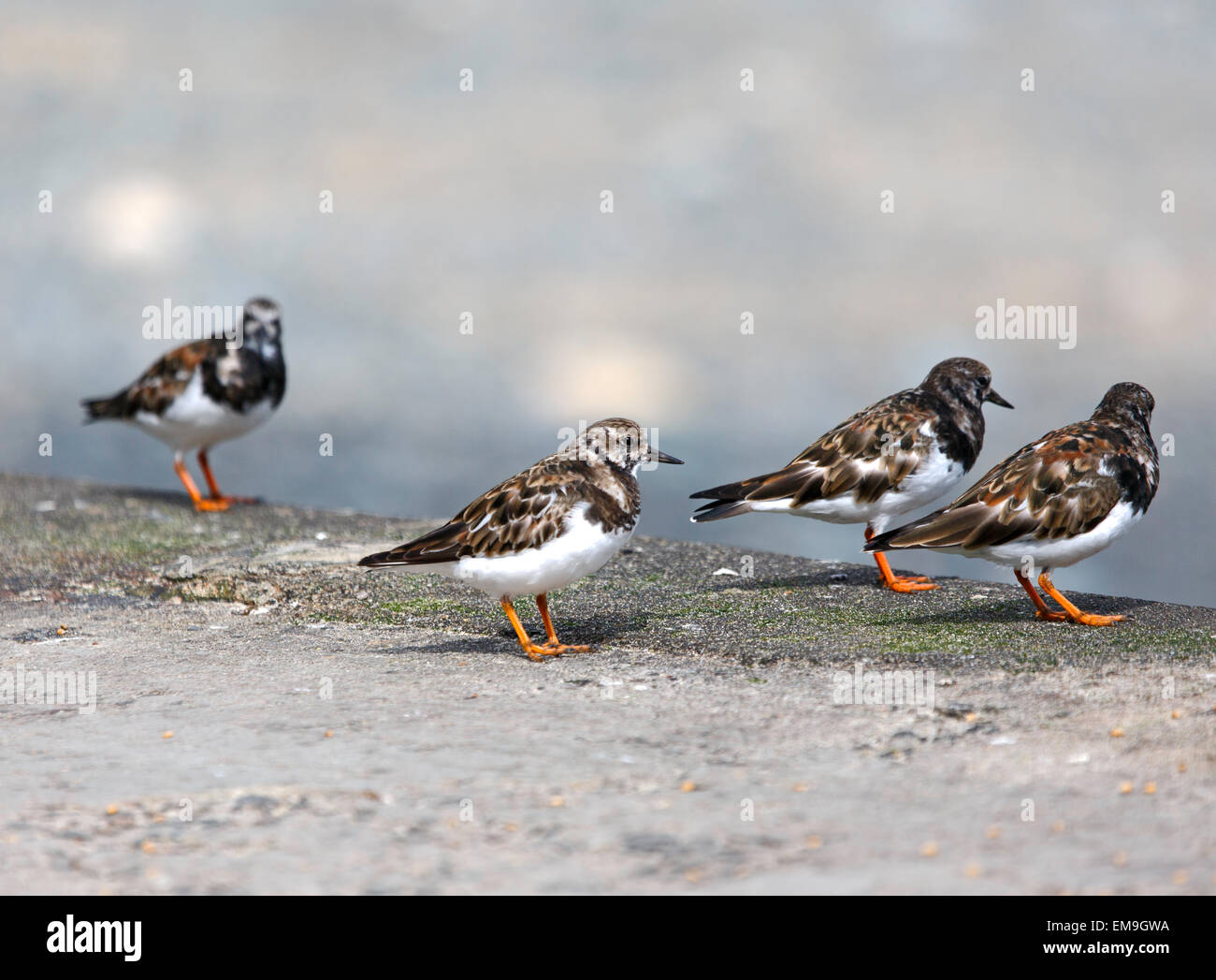 Uccellini piccoli immagini e fotografie stock ad alta risoluzione - Alamy