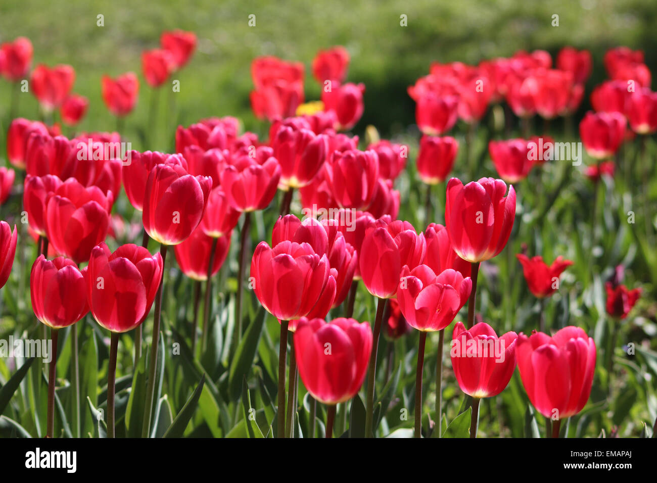 Tulipano giardino immagini e fotografie stock ad alta risoluzione - Alamy