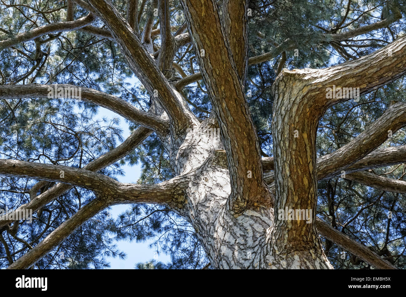 Rami di rami di corteccia di albero immagini e fotografie stock ad alta ...