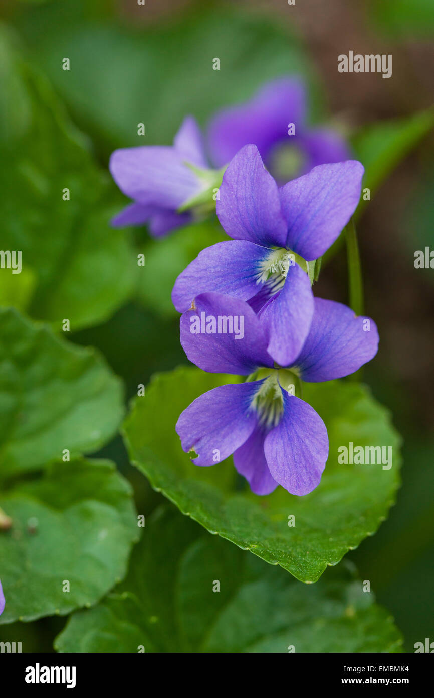 Violette selvatiche immagini e fotografie stock ad alta risoluzione - Alamy