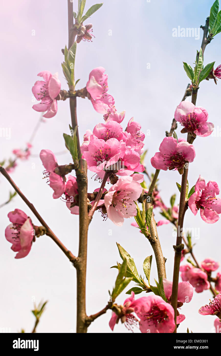 Fiore del giardino della pesca immagini e fotografie stock ad alta ...