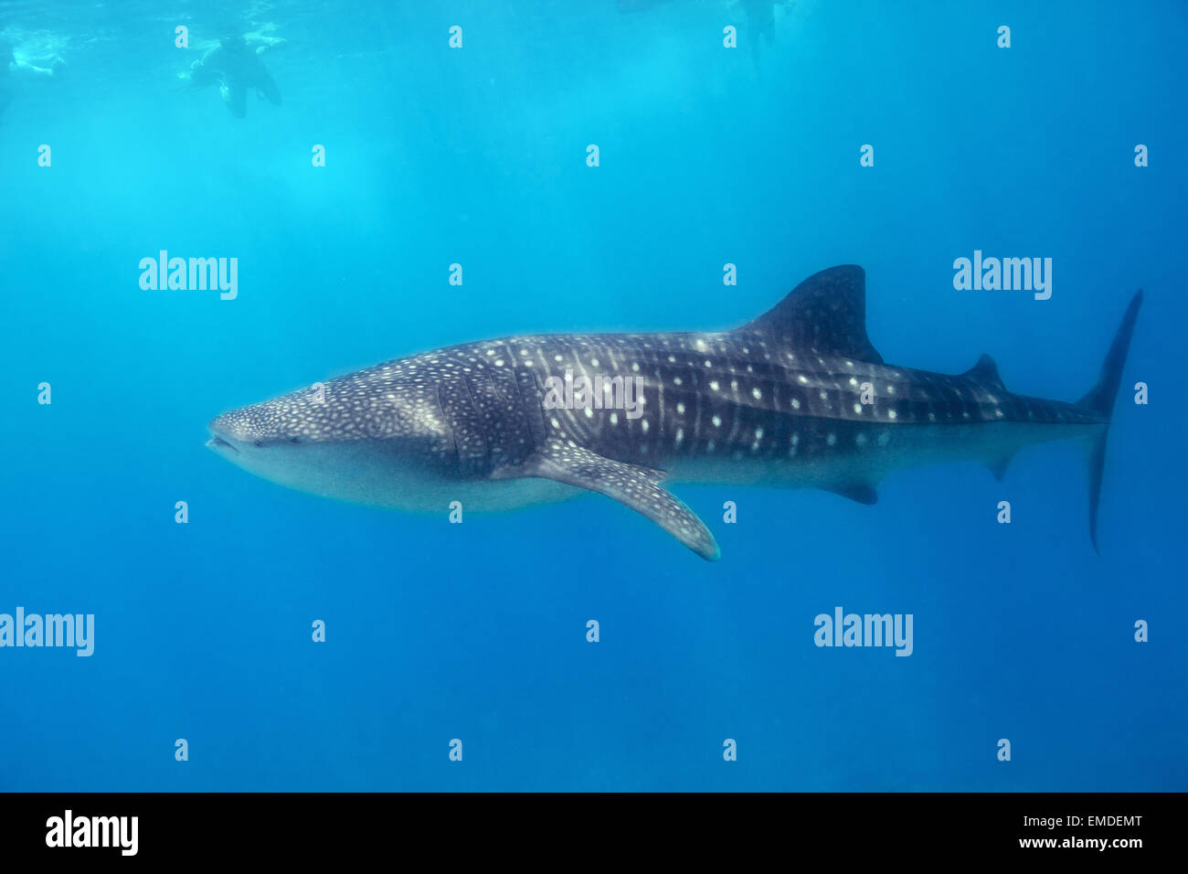 Squalo balena immagini e fotografie stock ad alta risoluzione - Alamy