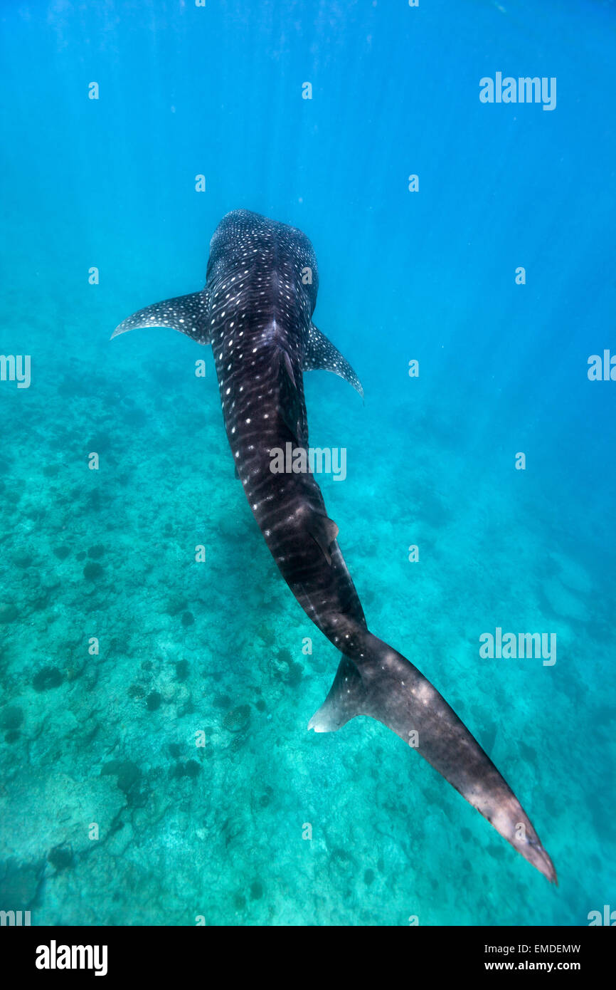 Snorkeling dello squalo balena immagini e fotografie stock ad alta ...