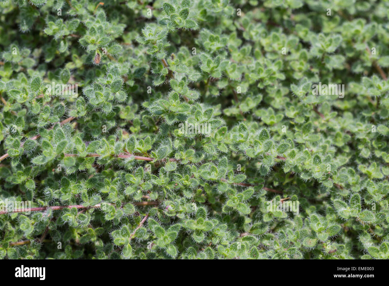 Thymus pseudolanuginosus immagini e fotografie stock ad alta ...