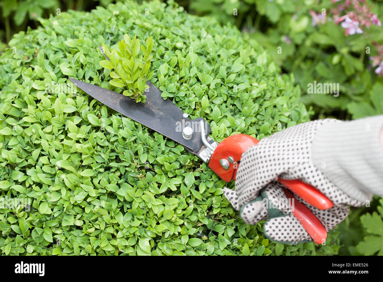 Potatura del buxus immagini e fotografie stock ad alta risoluzione - Alamy