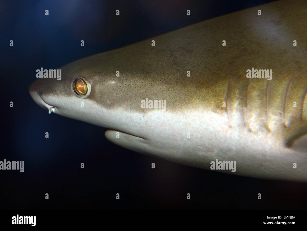 Squalo pelle immagini e fotografie stock ad alta risoluzione - Alamy