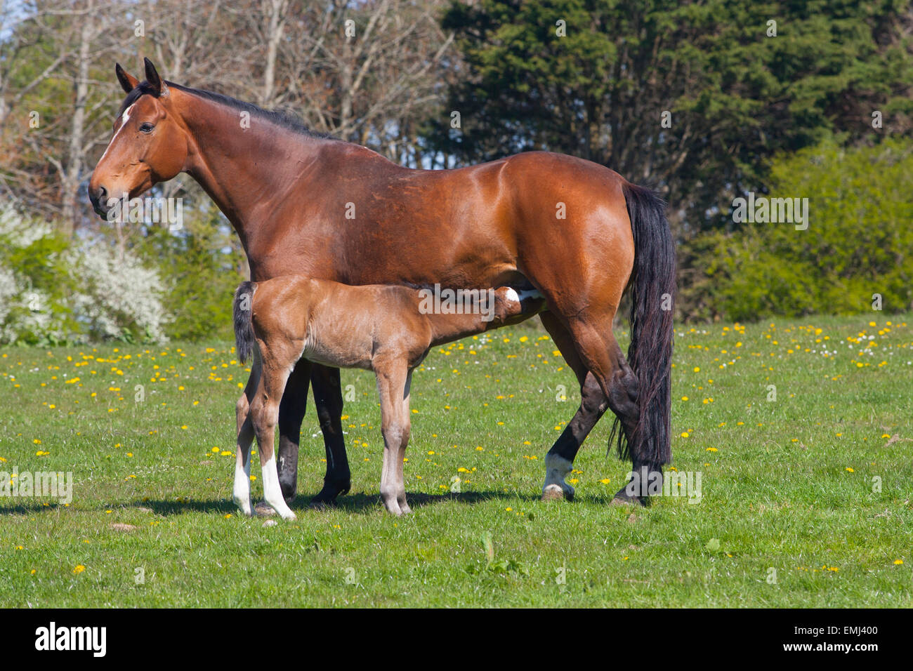 Cavallo, puledro, campo, allattamento allattare, mangiare erba ...