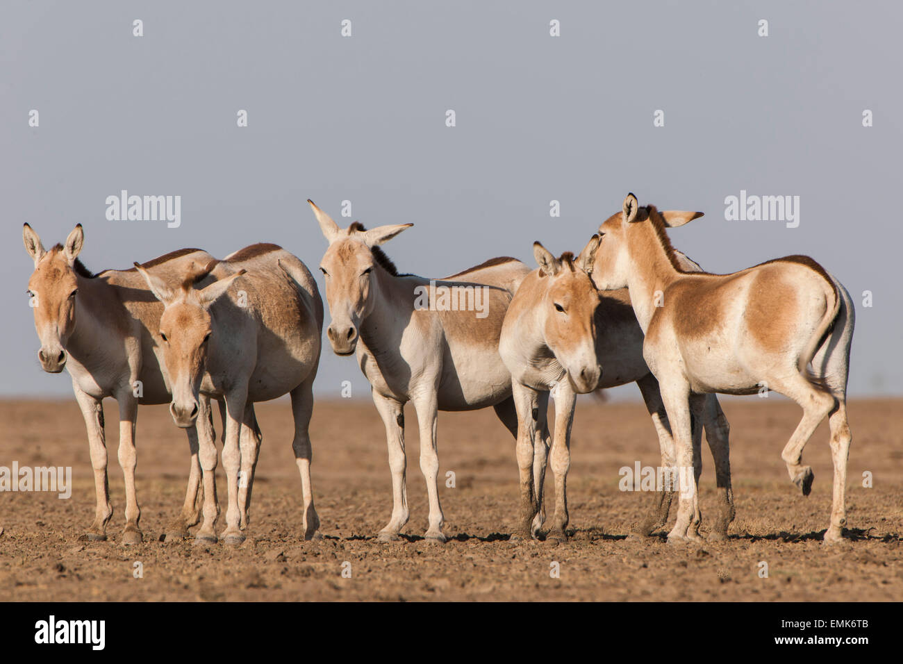 Equus Hemionus Asiatico Immagini E Fotografie Stock Ad Alta Risoluzione equus-hemionus-asiatico-immagini-e-fotografie-stock-ad-alta-risoluzione