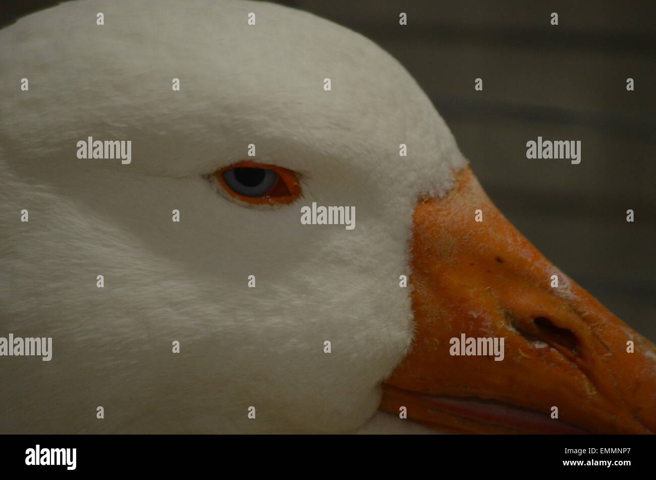 Uccelli con la testa bianca immagini e fotografie stock ad alta ...