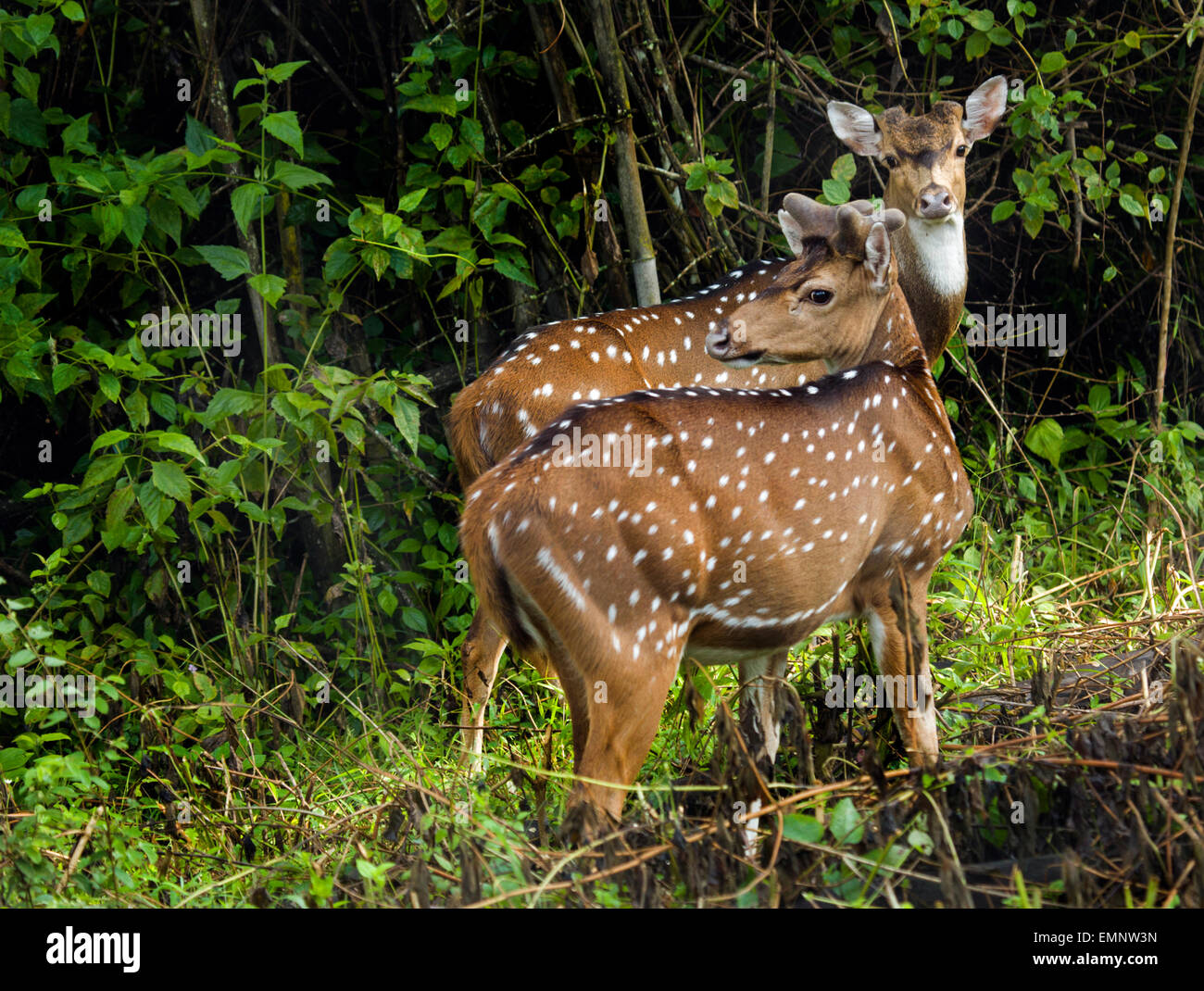 Piccolo branco di cervi nei boschi autunnali immagini e fotografie ...