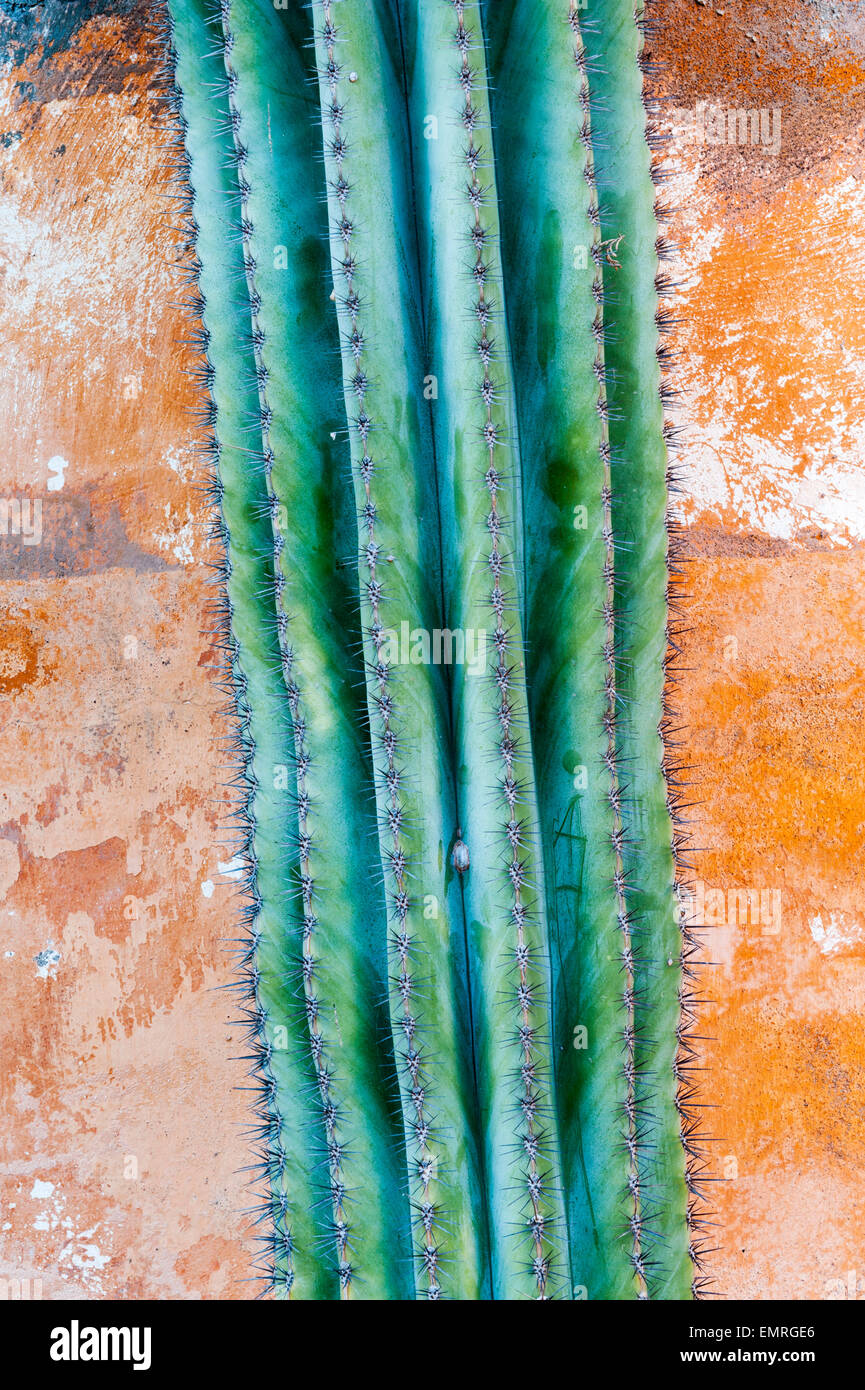 Pianta Sicilia Immagini e Fotos Stock - Alamy
